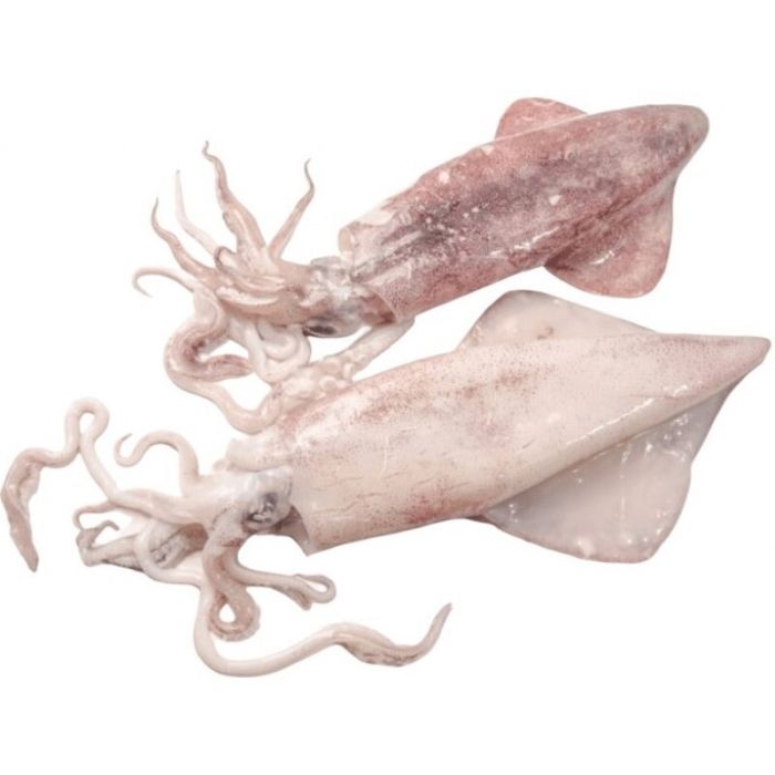 Calamar Grande de la India Congelado: Buena calidad ※